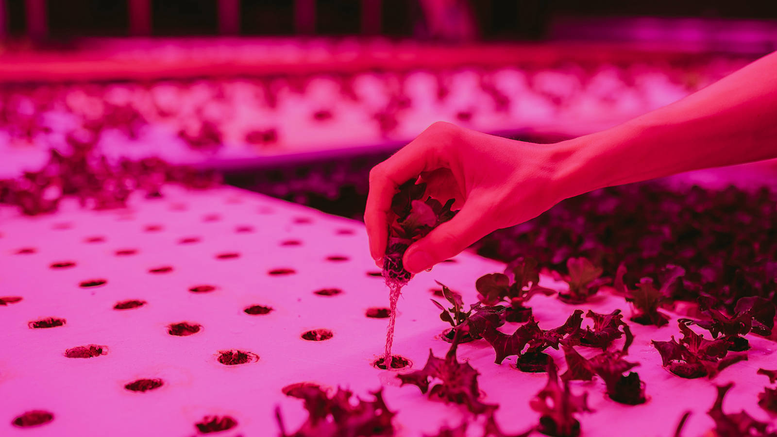 Phood Farm genomineerd voor de IGNITE Award